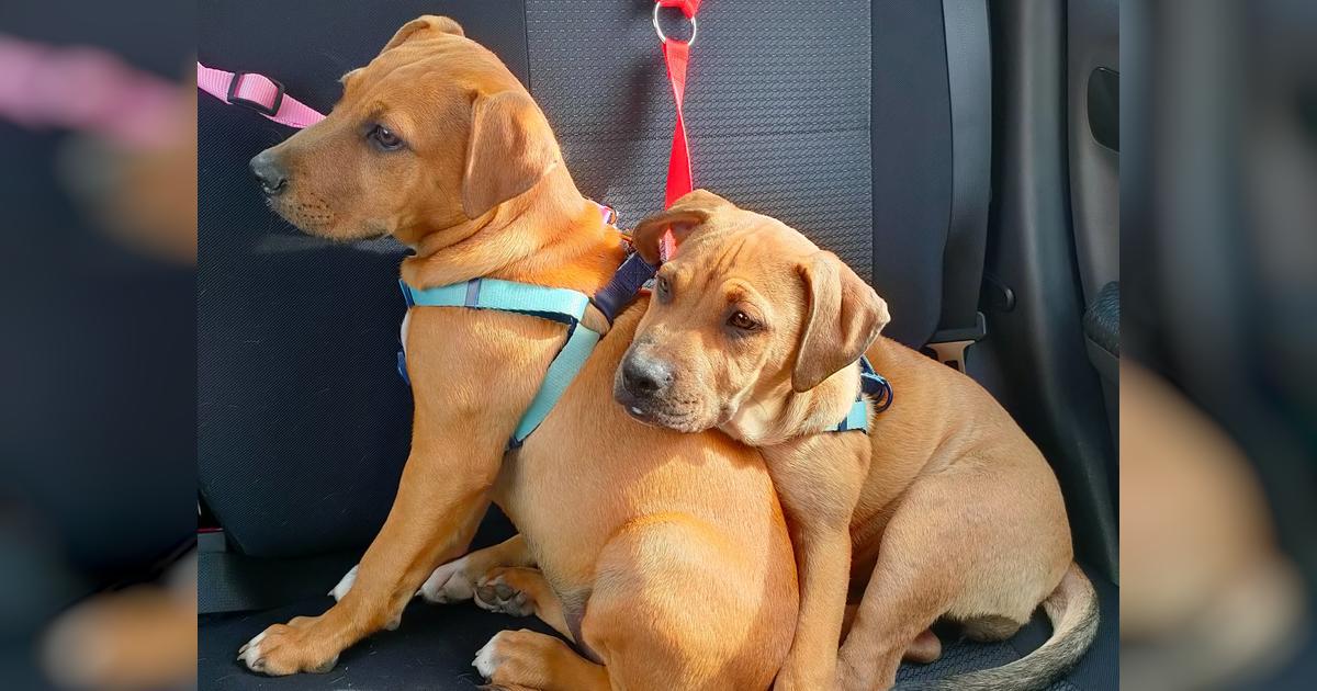 Puppies Medical Treatment - Givealittle