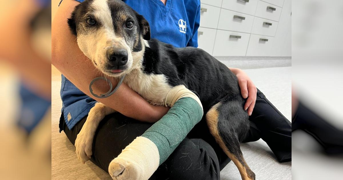 Pound Paws Rescue - Givealittle