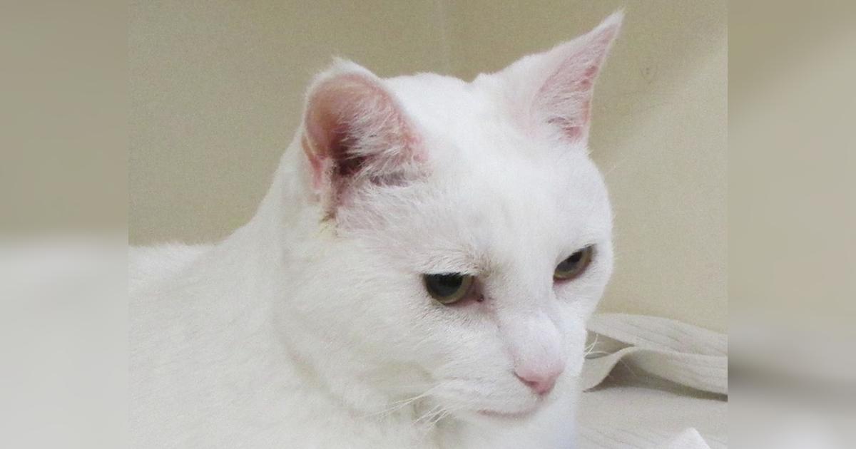 Cosmo is in Emergency Care - please help! - Givealittle