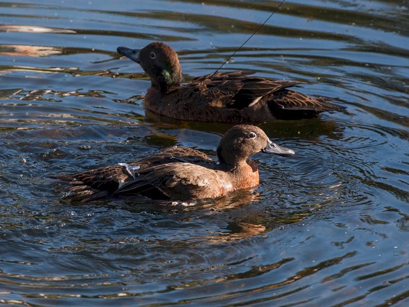 Help bring pateke to Motutapu - Givealittle