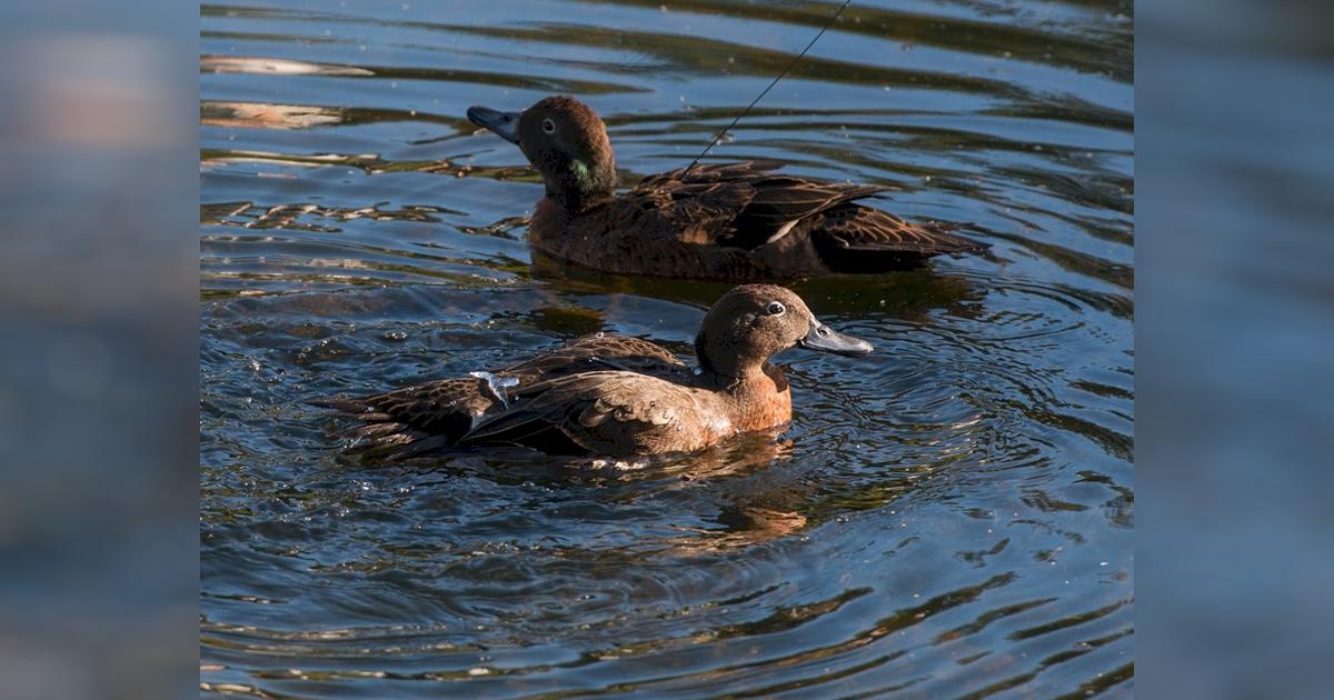 Help bring pateke to Motutapu - Givealittle