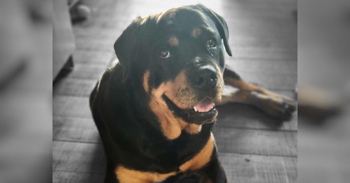 Buddy’n’Roo Appeal - Givealittle