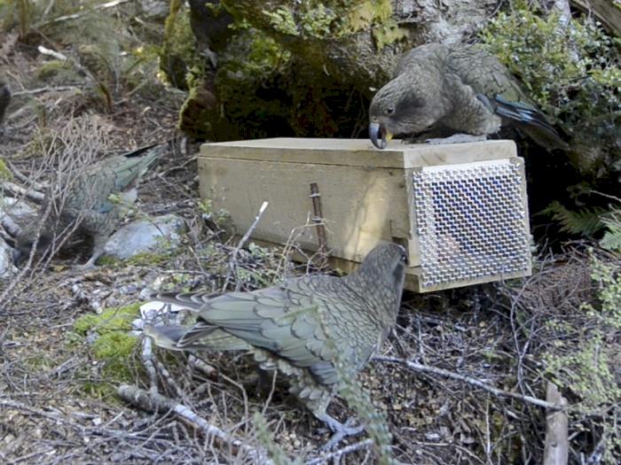 Kea Proofing Kill Traps - Givealittle