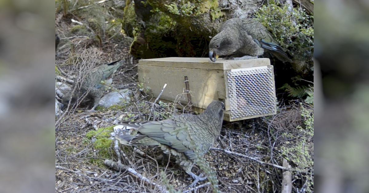 Kea Proofing Kill Traps - Givealittle