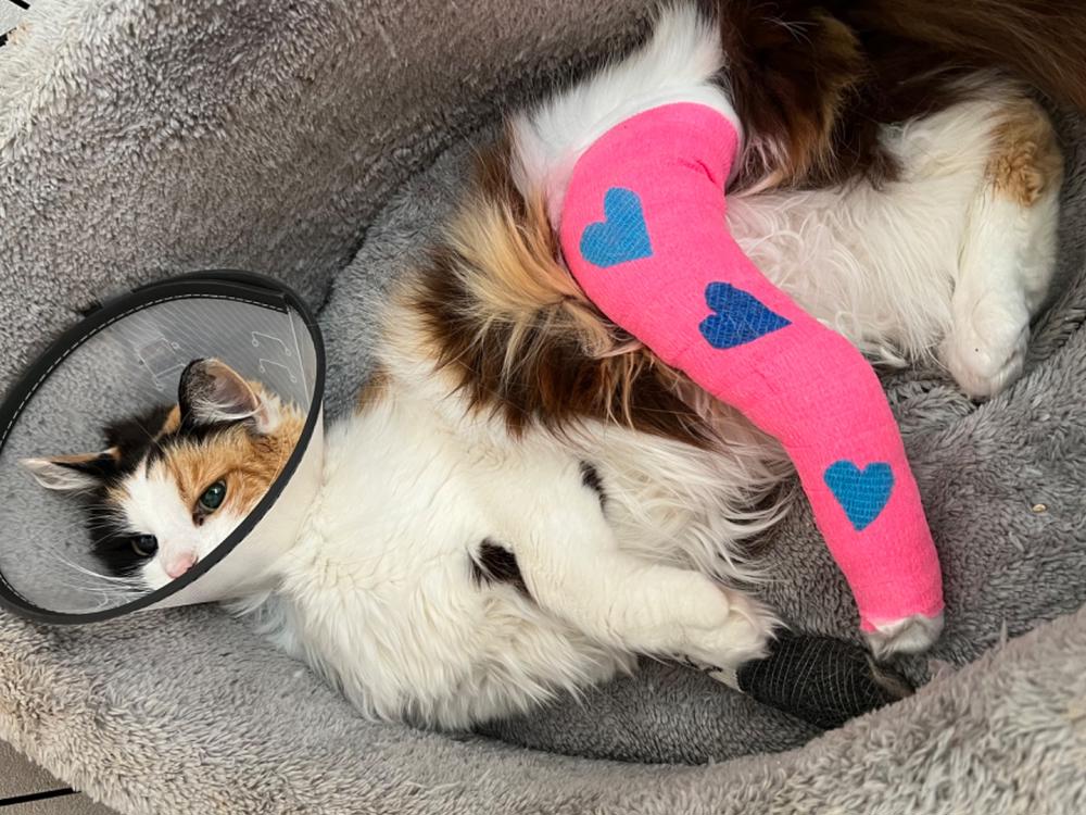 Peanuts Surgery - Givealittle