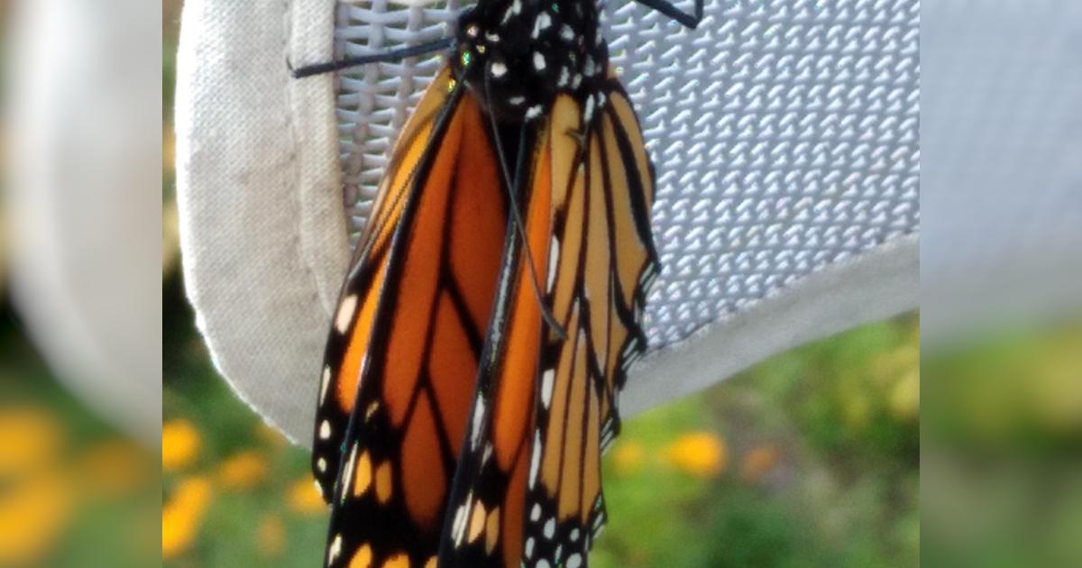 More Monarch butterflies. - Givealittle