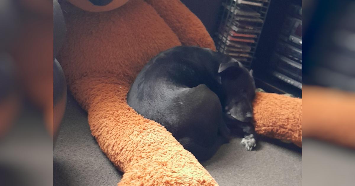 Help Poor Pup in Need - Givealittle