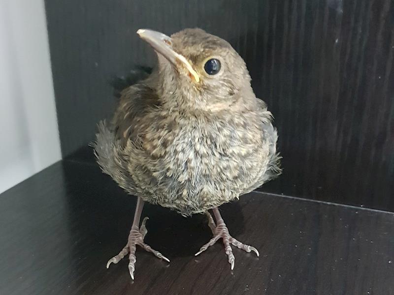 East Auckland Bird Rescue - Givealittle