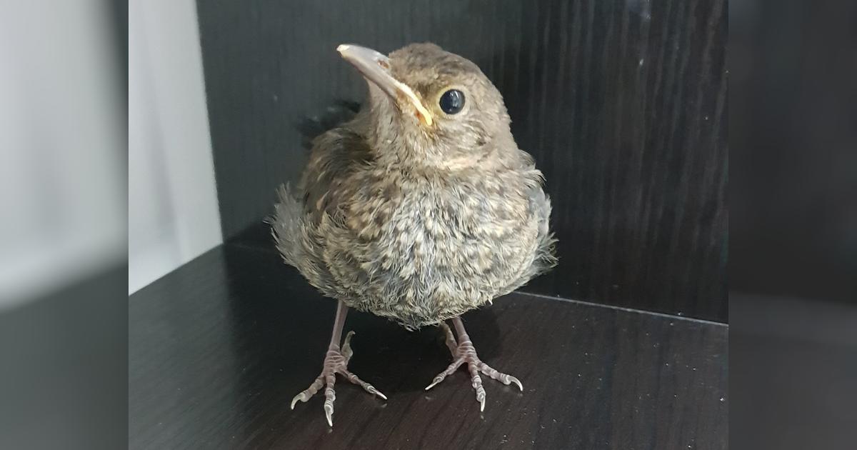 East Auckland Bird Rescue - Givealittle