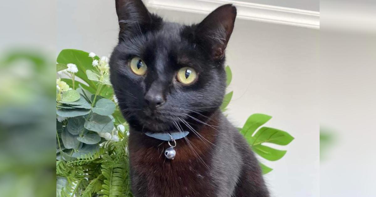 Help Save Marley - Givealittle