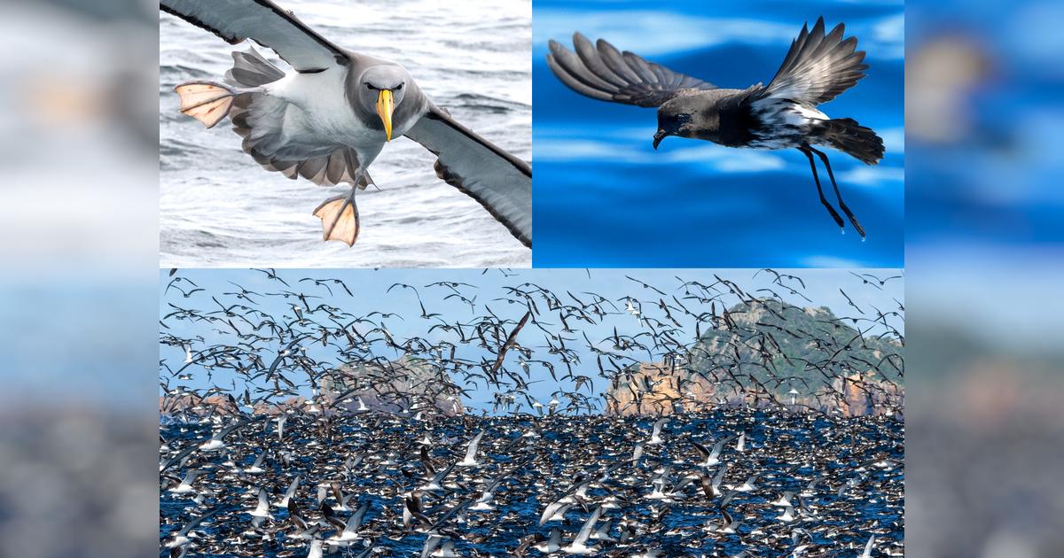 Help support our ongoing seabird sightings project - Givealittle