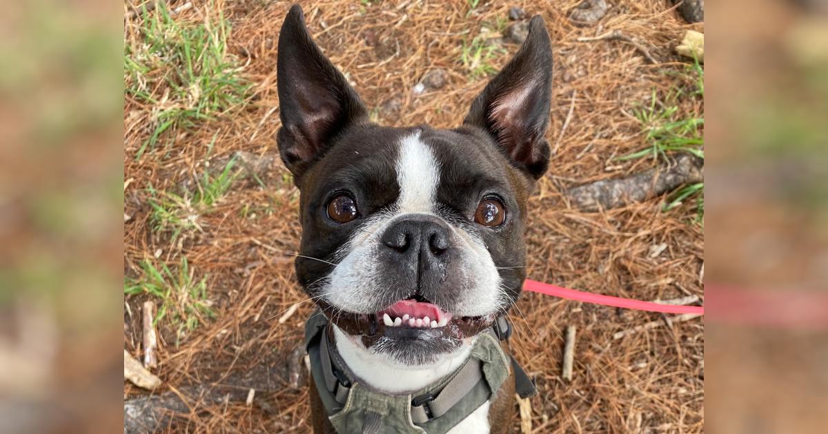 Help Spike defeat cancer - Givealittle