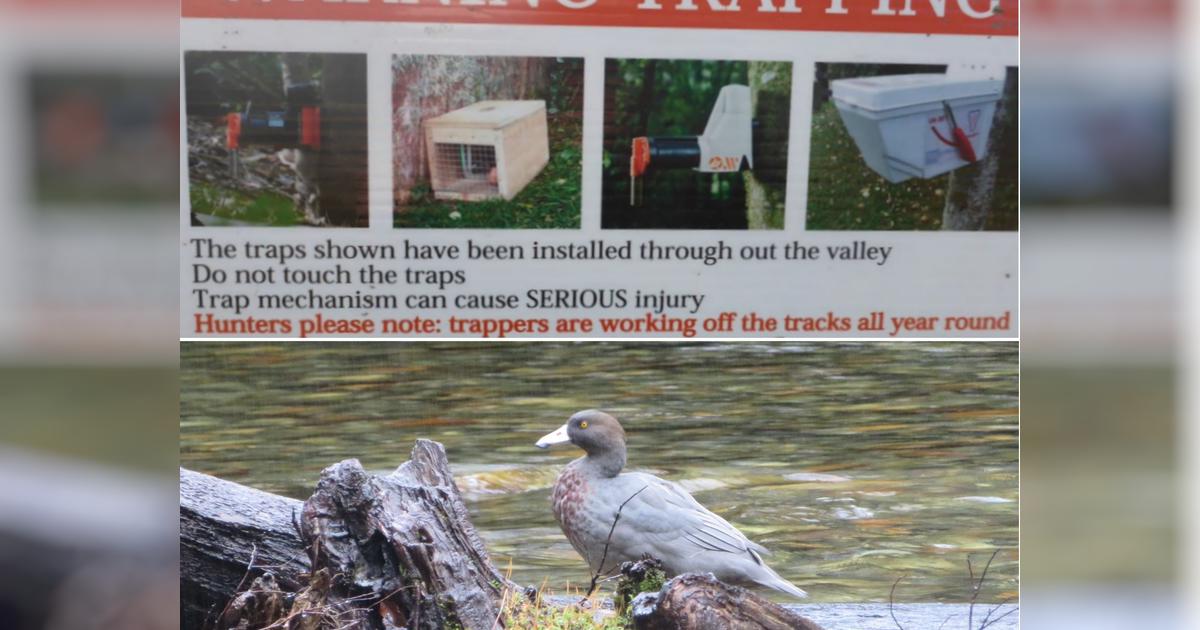 Friends of Deep Cove, trapping to keep native plants and birds safe ...