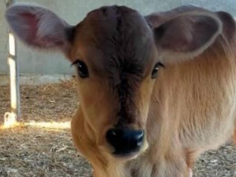 Help us save animals! - Updates - Givealittle