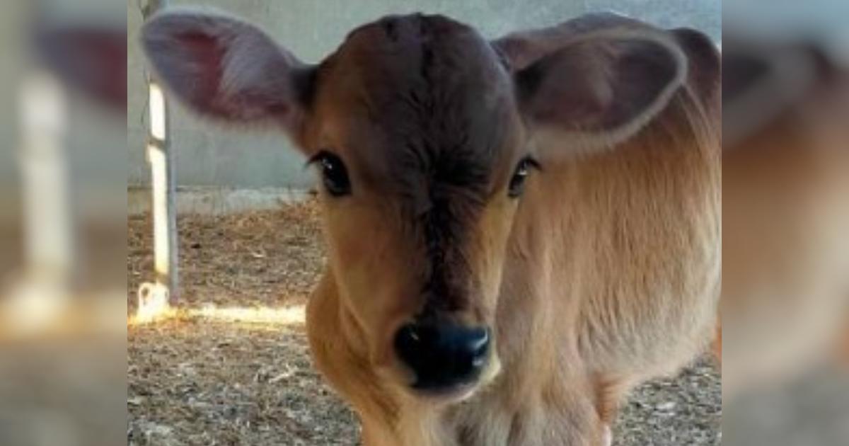 Help us save animals! - Givealittle