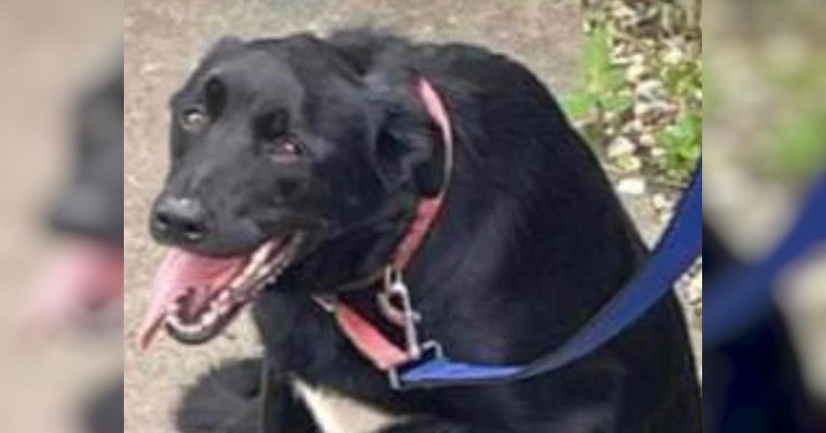 Help our Toby get the surgery he needs ️‍啕 - Givealittle