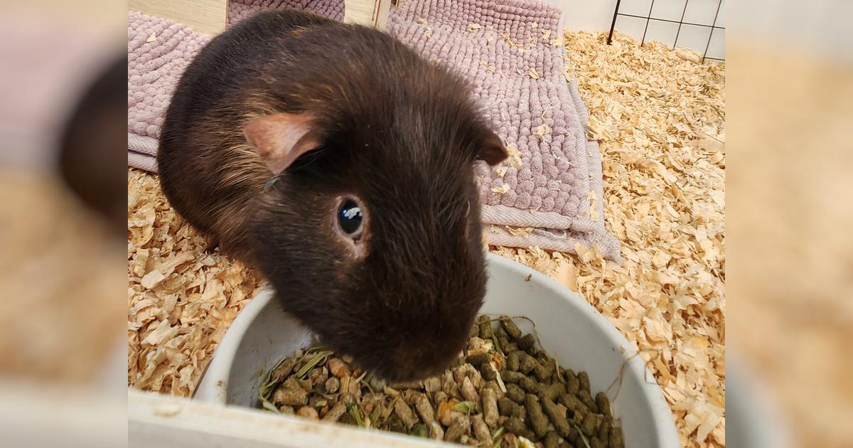 Help save our pet Astro - Givealittle