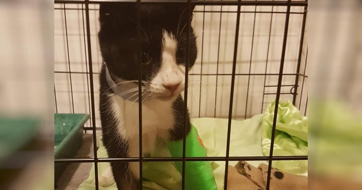 Help Possum get the surgery she needs. - Givealittle