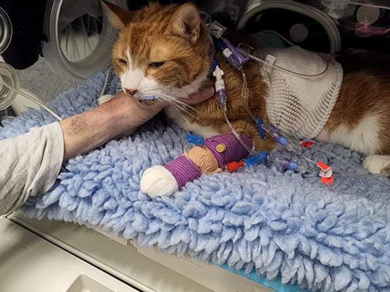 Billy Cat has maxed out his pet insurance - Updates - Givealittle