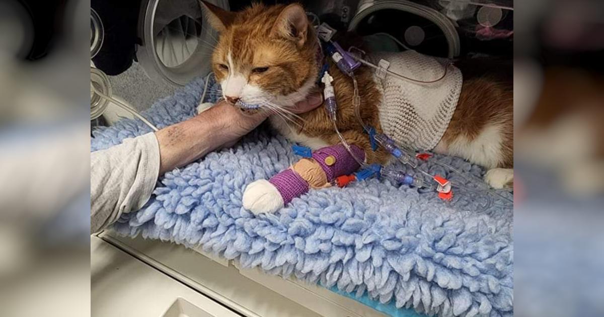 Billy Cat has maxed out his pet insurance - Givealittle