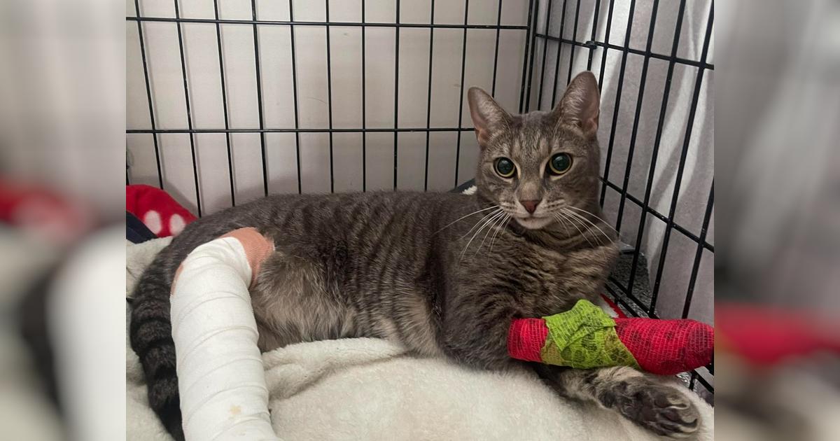 Help Chubbs get surgery - Givealittle