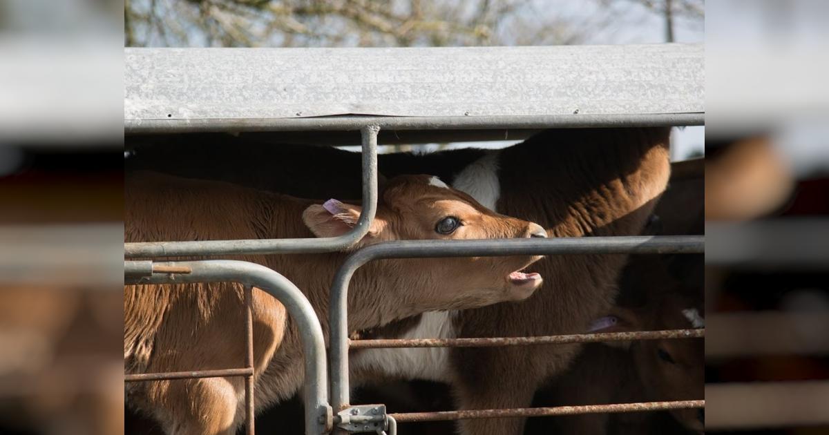 BOBBY CALF MISSION - HELP US HELP THEM!! - Givealittle