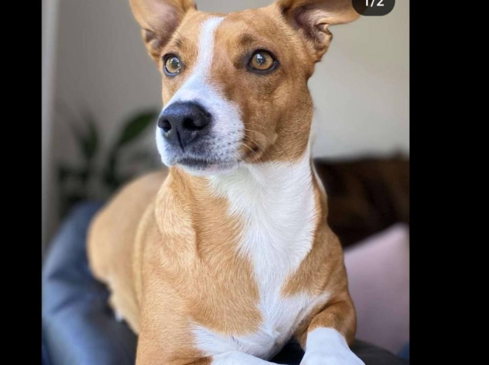 Peanut The Pupper Needs Pelvic Surgery - Givealittle