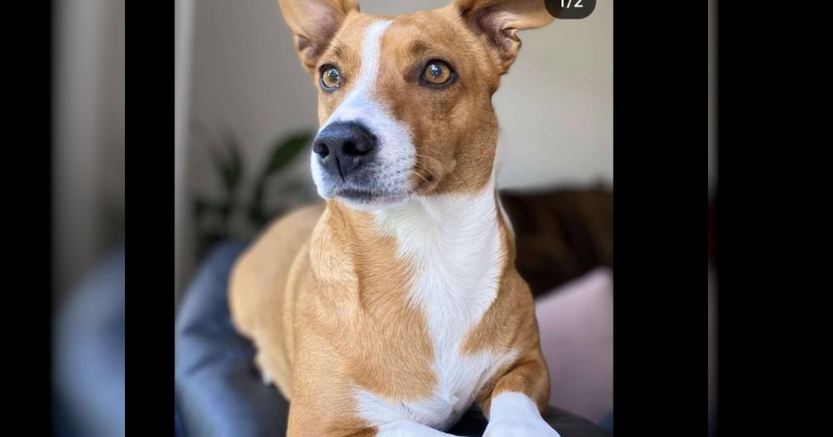 Peanut The Pupper Needs Pelvic Surgery - Givealittle