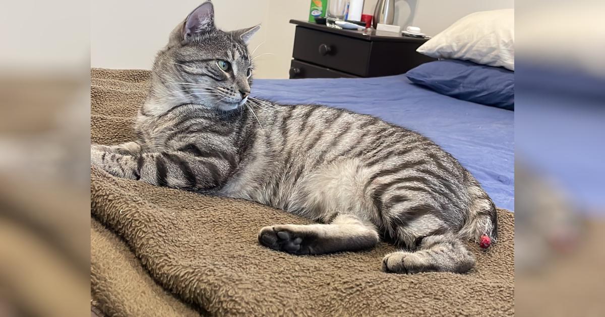 Stumpy's tail surgery - Givealittle