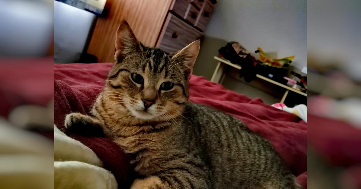 Cat Bladder surgery - Givealittle