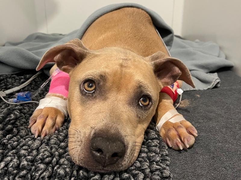 Saydee’s Mystery Illness - Updates - Givealittle