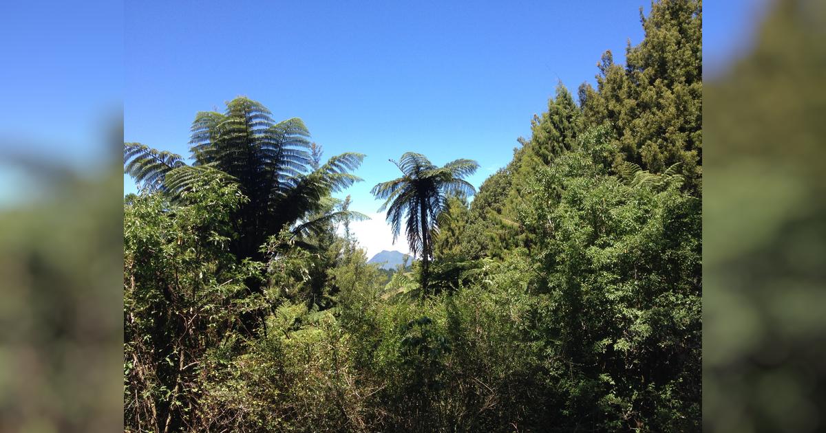 Manawahe Predator Free Eco Corridor - Givealittle