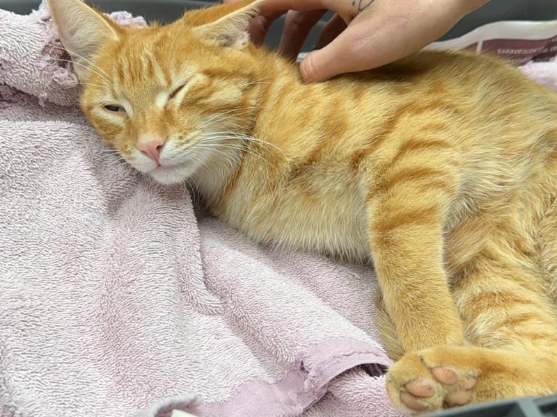Help out little greg - Updates - Givealittle