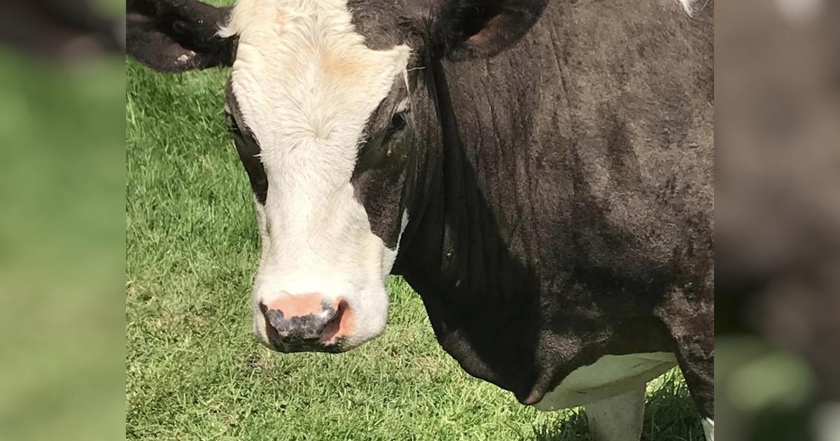 GIVE RESCUED COWS A LONG SAFE LIFE - Givealittle