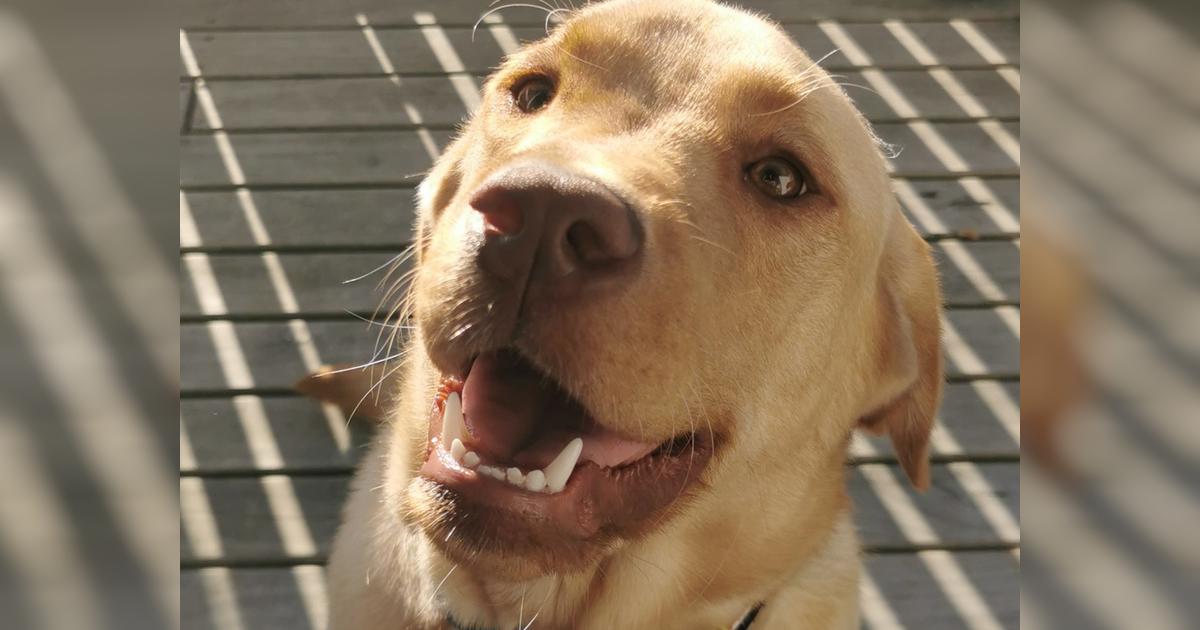 Homer needs a life saving surgery! - Givealittle