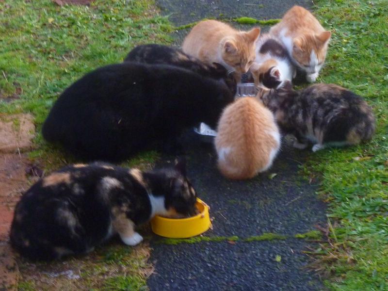 9 Kittens & their Mum in need of some TLC - Updates - Givealittle
