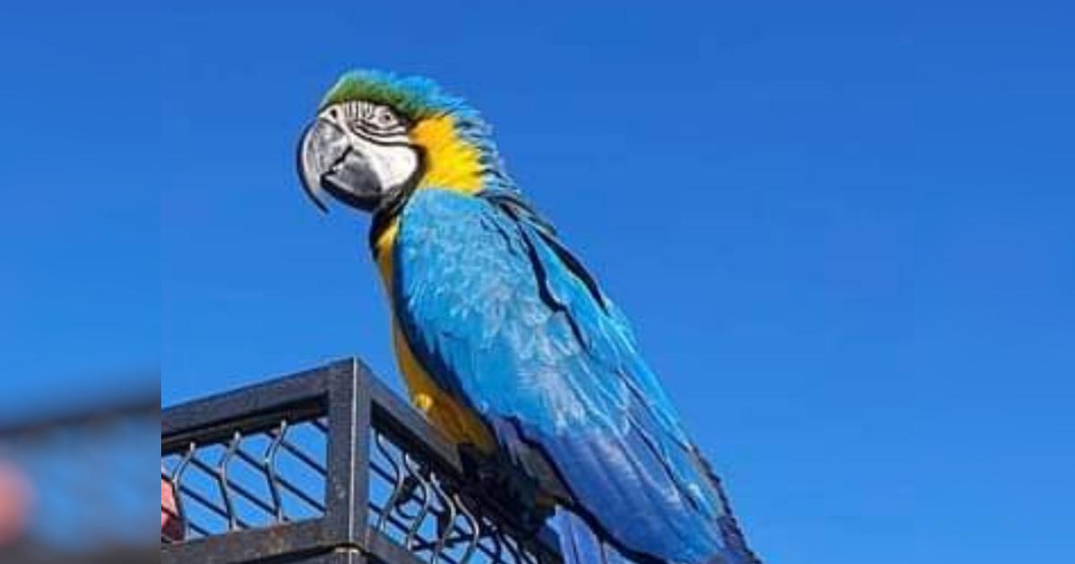 Help Pablo home - Givealittle