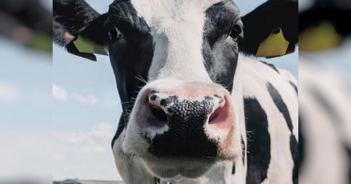 Farm Animal Refuge help us saving lives - Givealittle