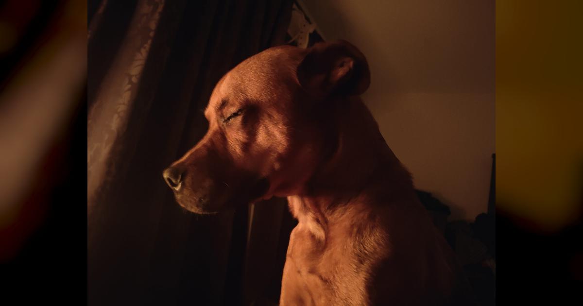 Cash money for Cash-Nato-Potato - Givealittle