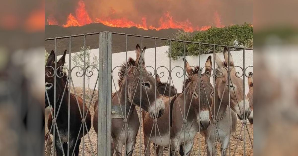 Save the donkeys from Greek wildfires - Givealittle