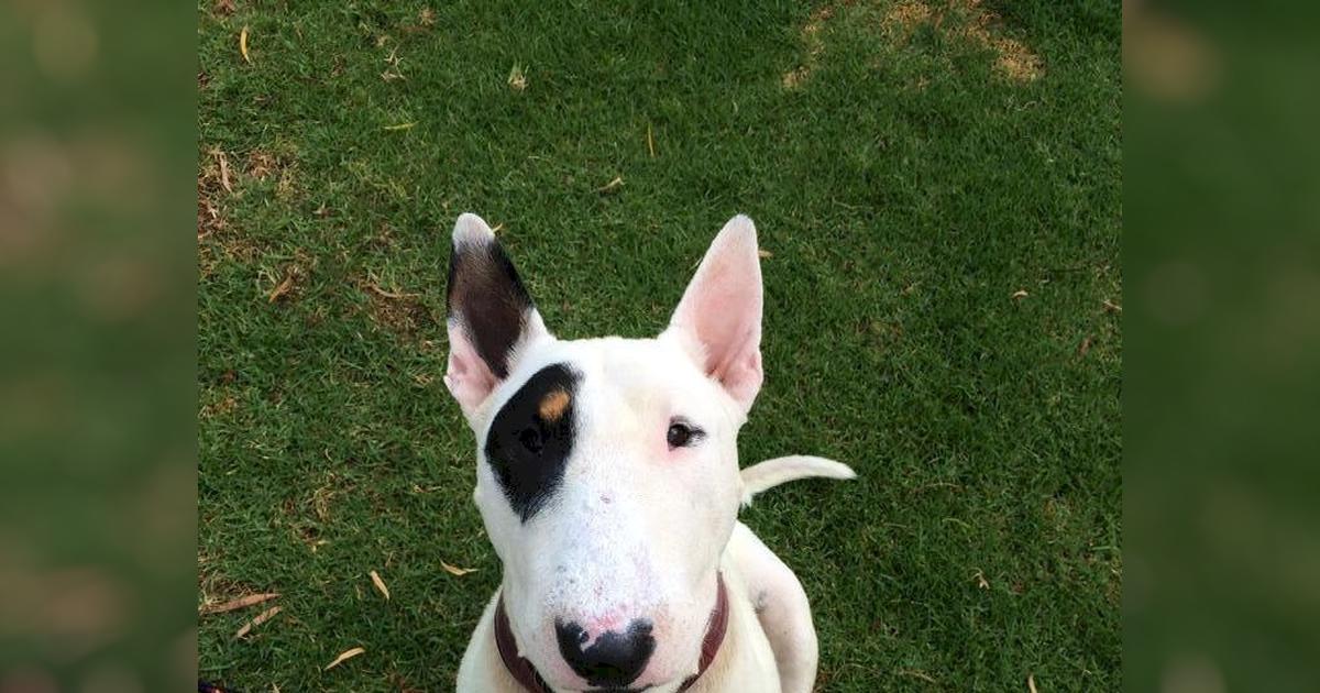 Steve the English Bull Terrier - Givealittle