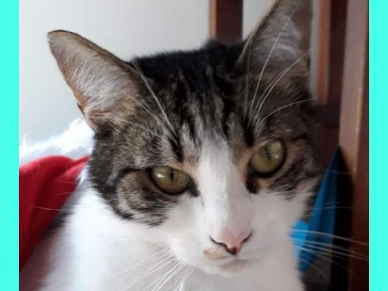 Shadow the cat - Updates - Givealittle