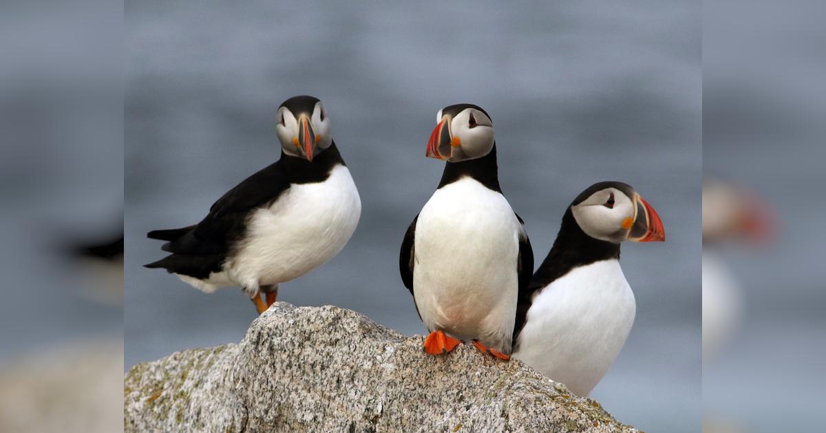 Squibble Design's Puffin Week! Raising Funds for Project Puffin ...
