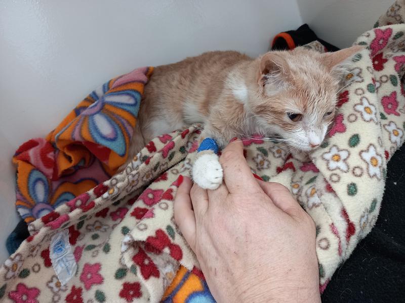 FIP is a known killer... until now... - Questions - Givealittle