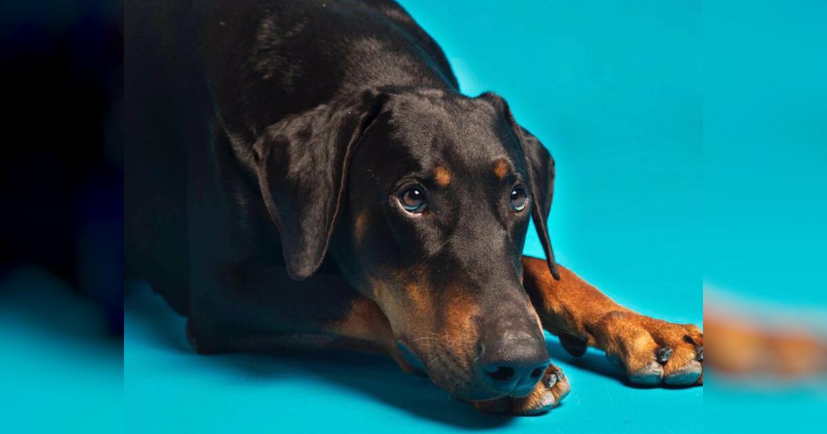 Bring Caesar’s smile back! - Givealittle