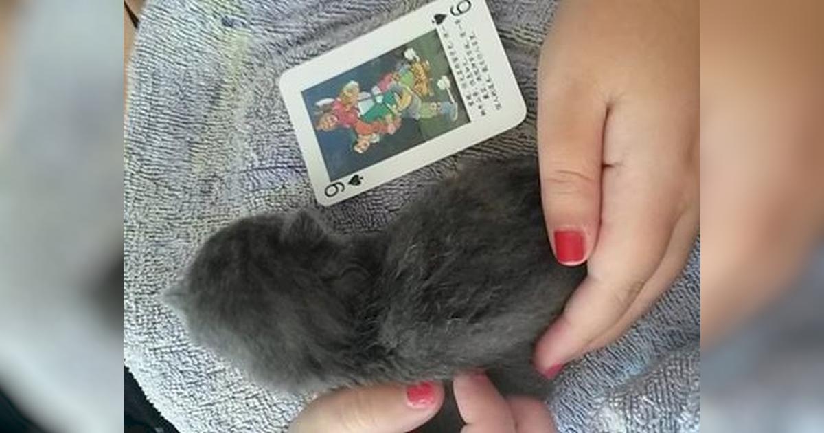 Baby Manu - found in a tree! - Givealittle