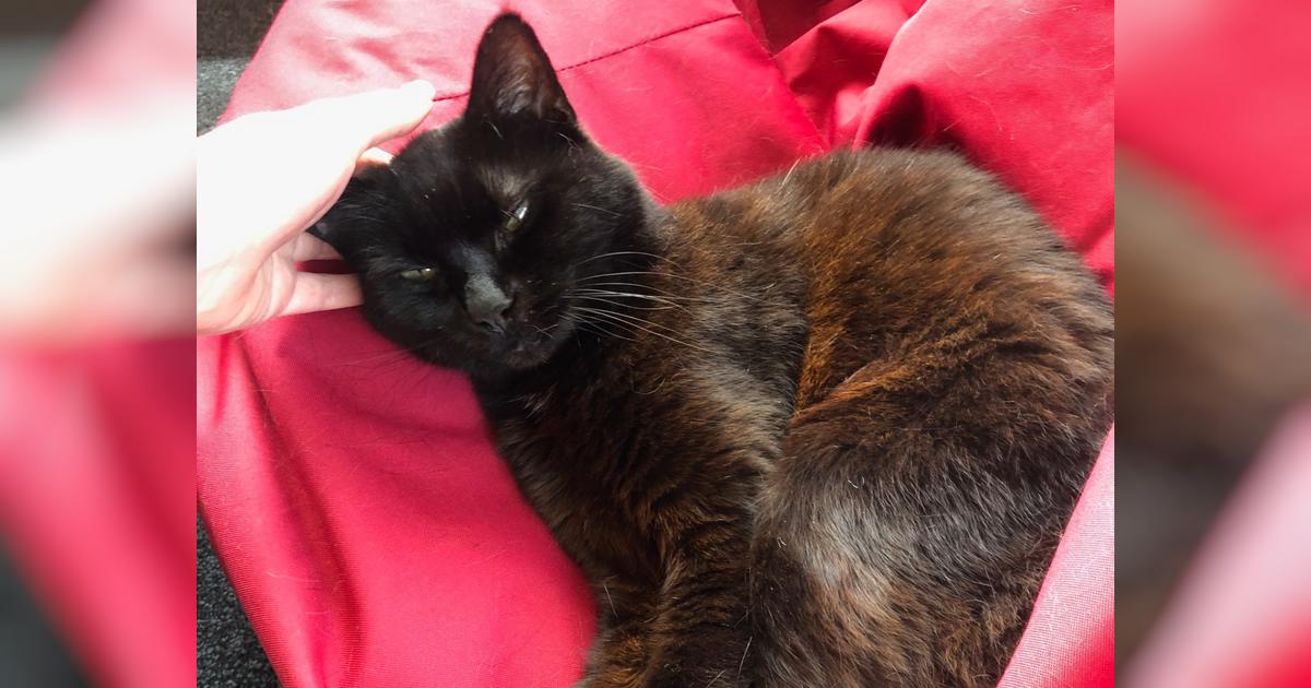 Fundraiser for Pocket the Massey cat's ongoing care - Givealittle