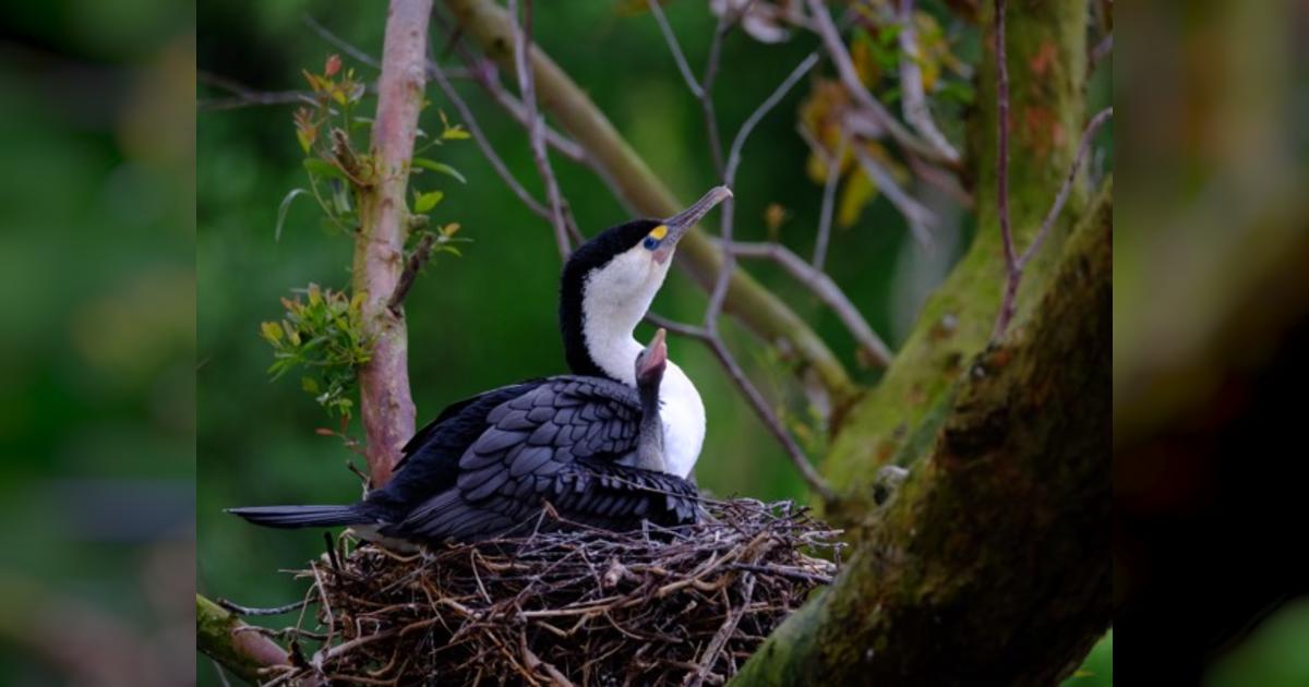 Pam Howlett's Cormorant Sanctuary - Givealittle