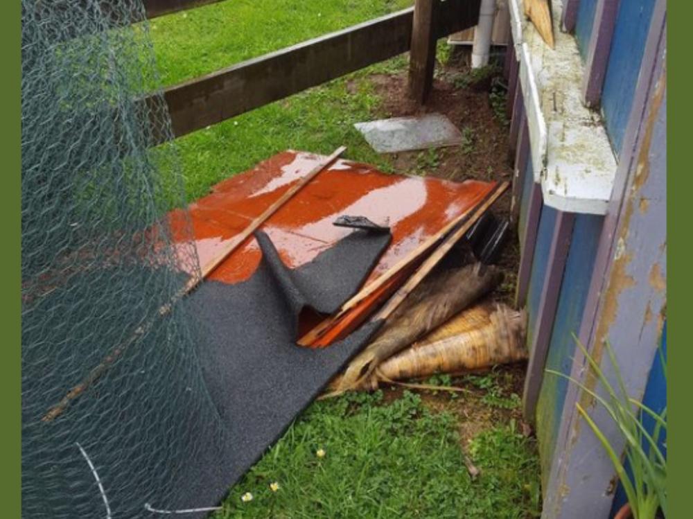 Help homeless chickens! - Givealittle