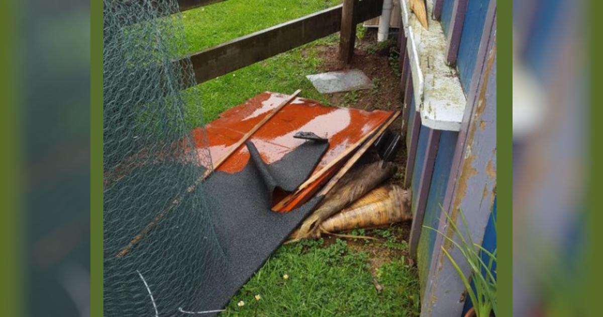 Help homeless chickens! - Givealittle